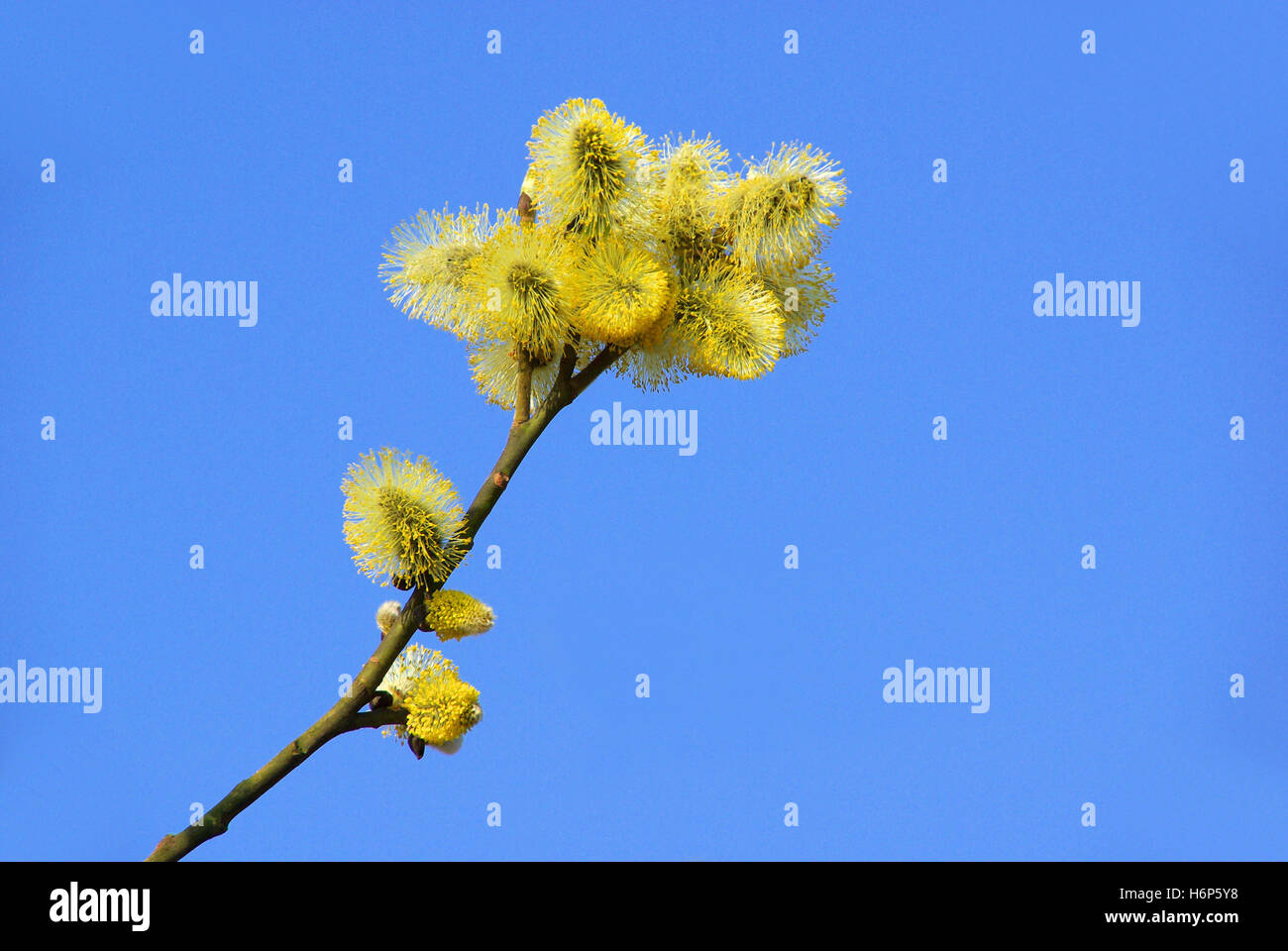 pussy willow - catkin 30 Stock Photo - Alamy