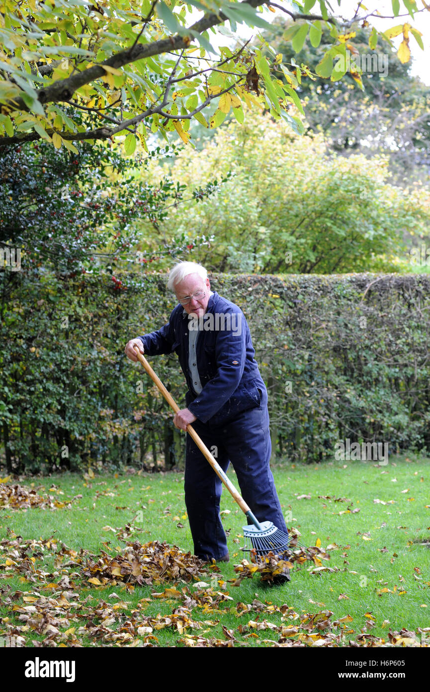 Elderly gentleman raking up the garden leaves Stock Photo - Alamy