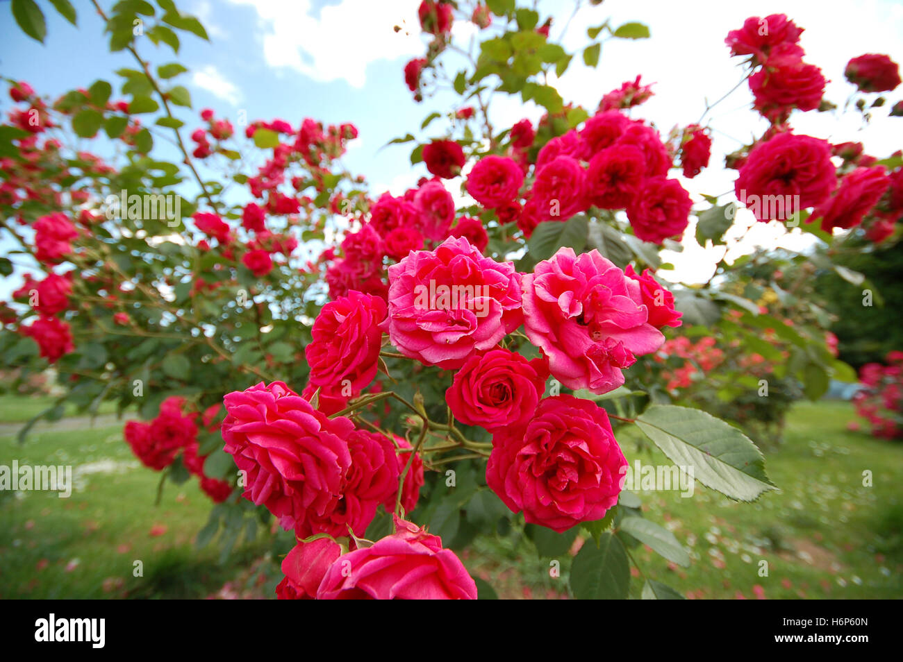 World plants hi-res stock photography and images - Alamy