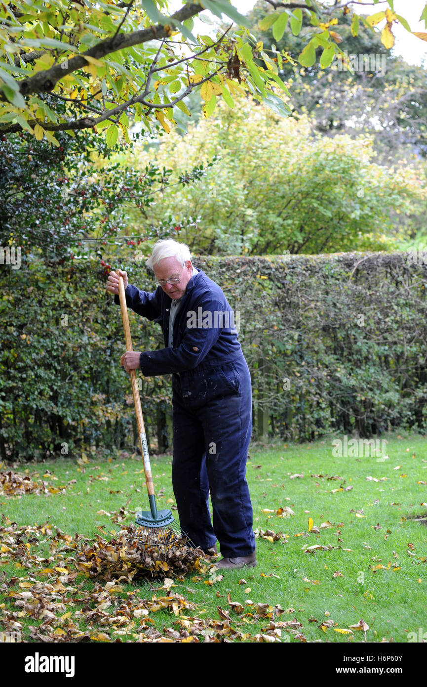 Elderly gentleman raking up the garden leaves Stock Photo - Alamy