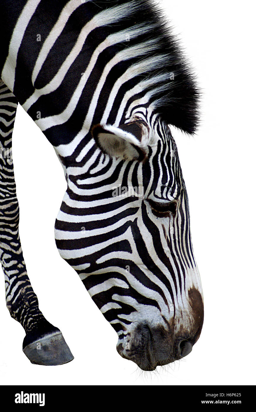 Zebra looking at viewer hi-res stock photography and images - Alamy