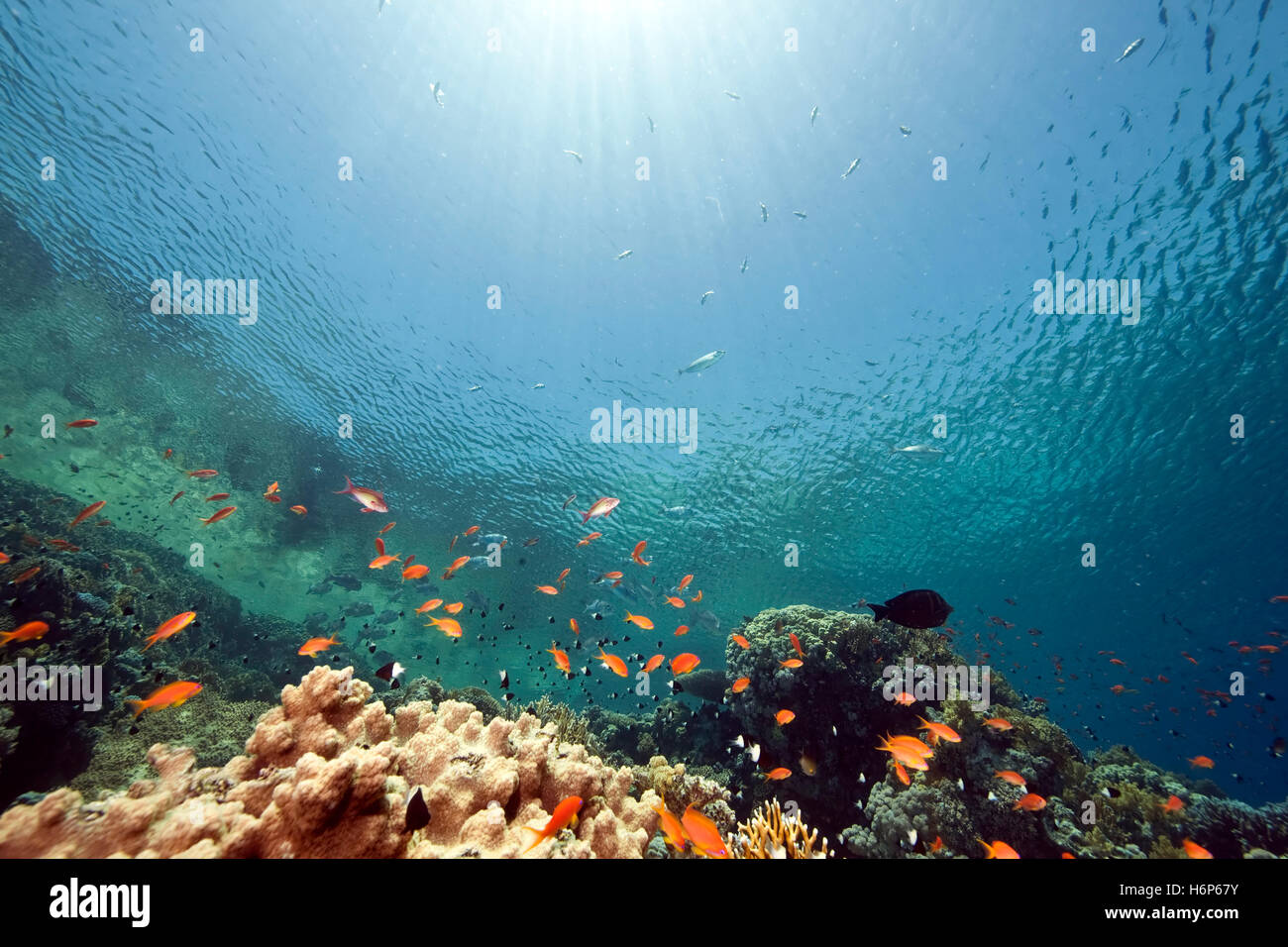 Saltwater crustaceans hi-res stock photography and images - Alamy