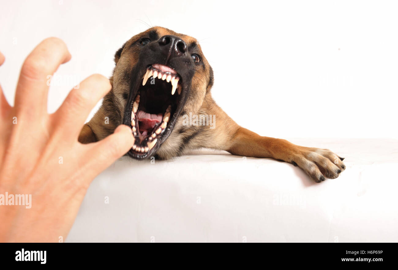 Angry animals hi-res stock photography and images - Alamy