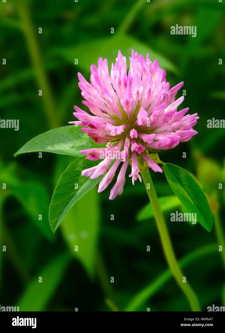 Fettwiese hi-res stock photography and images - Alamy