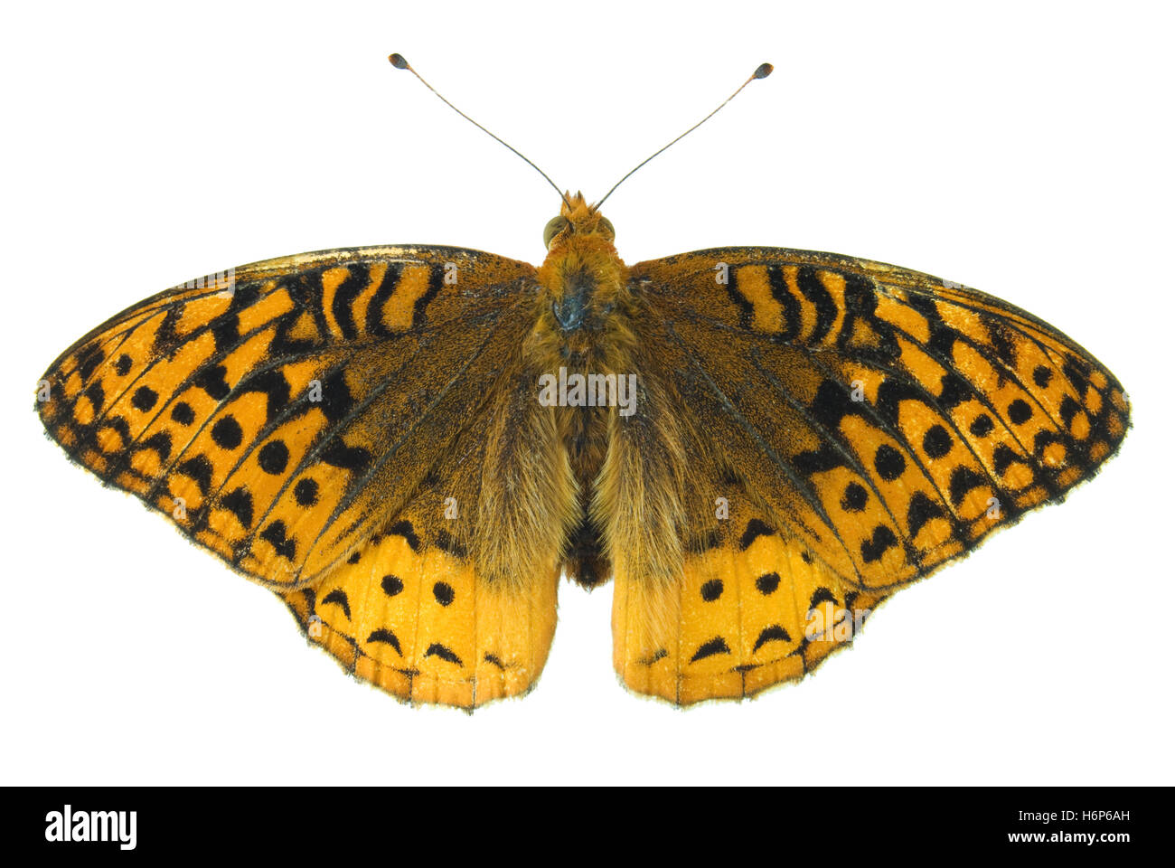 Insects Cut Out Stock Images & Pictures - Alamy