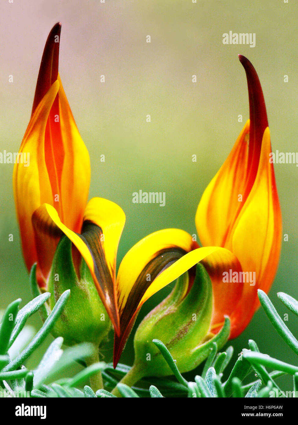 plants flowers Stock Photo - Alamy