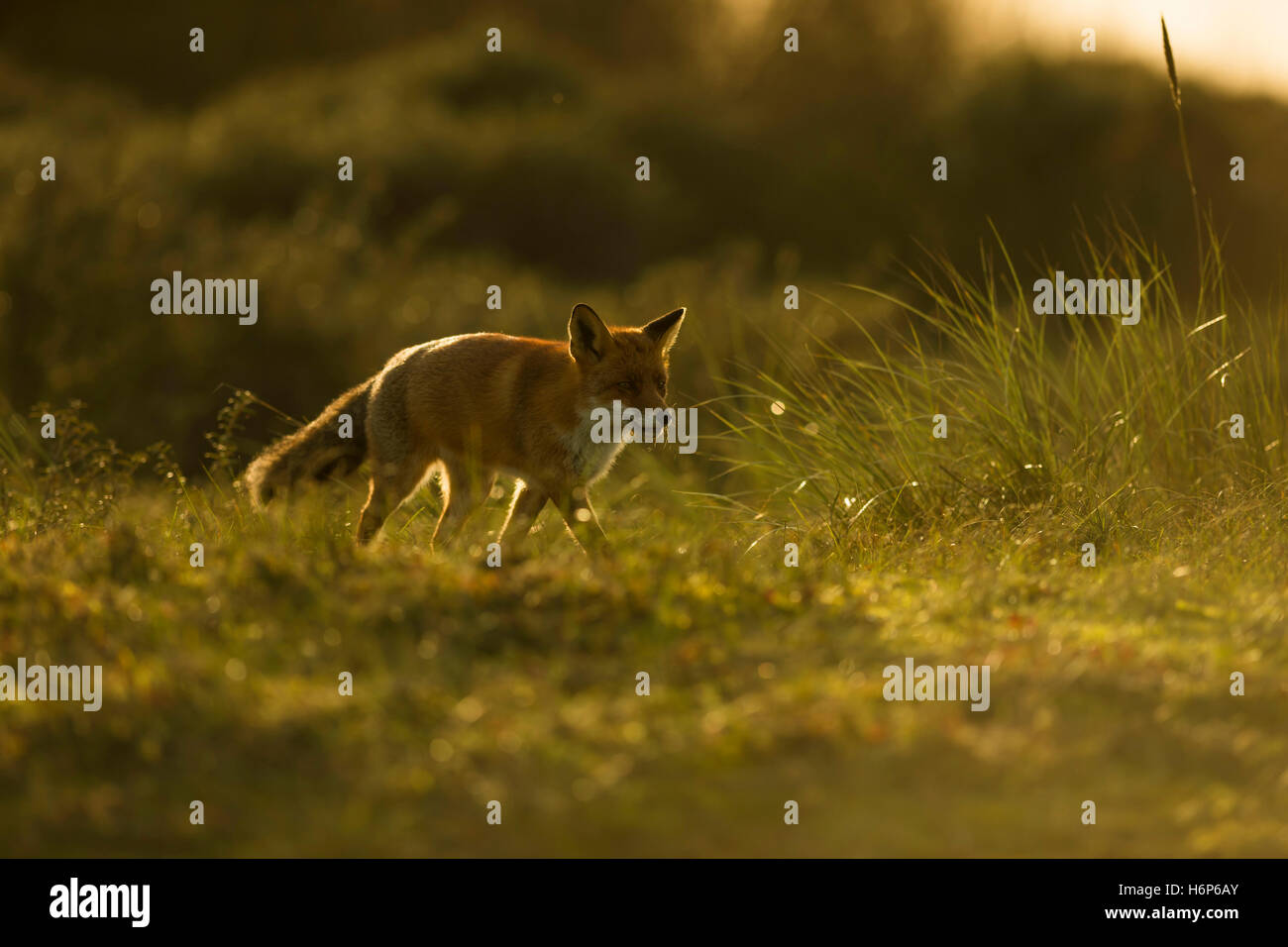 Red Fox ( Vulpes vulpes ) hunting on grasslands, late in the evening ...