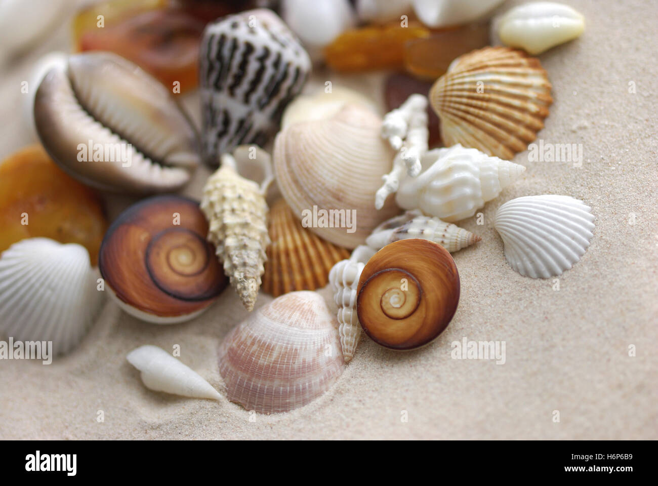 Fossil cockle shell hi-res stock photography and images - Alamy