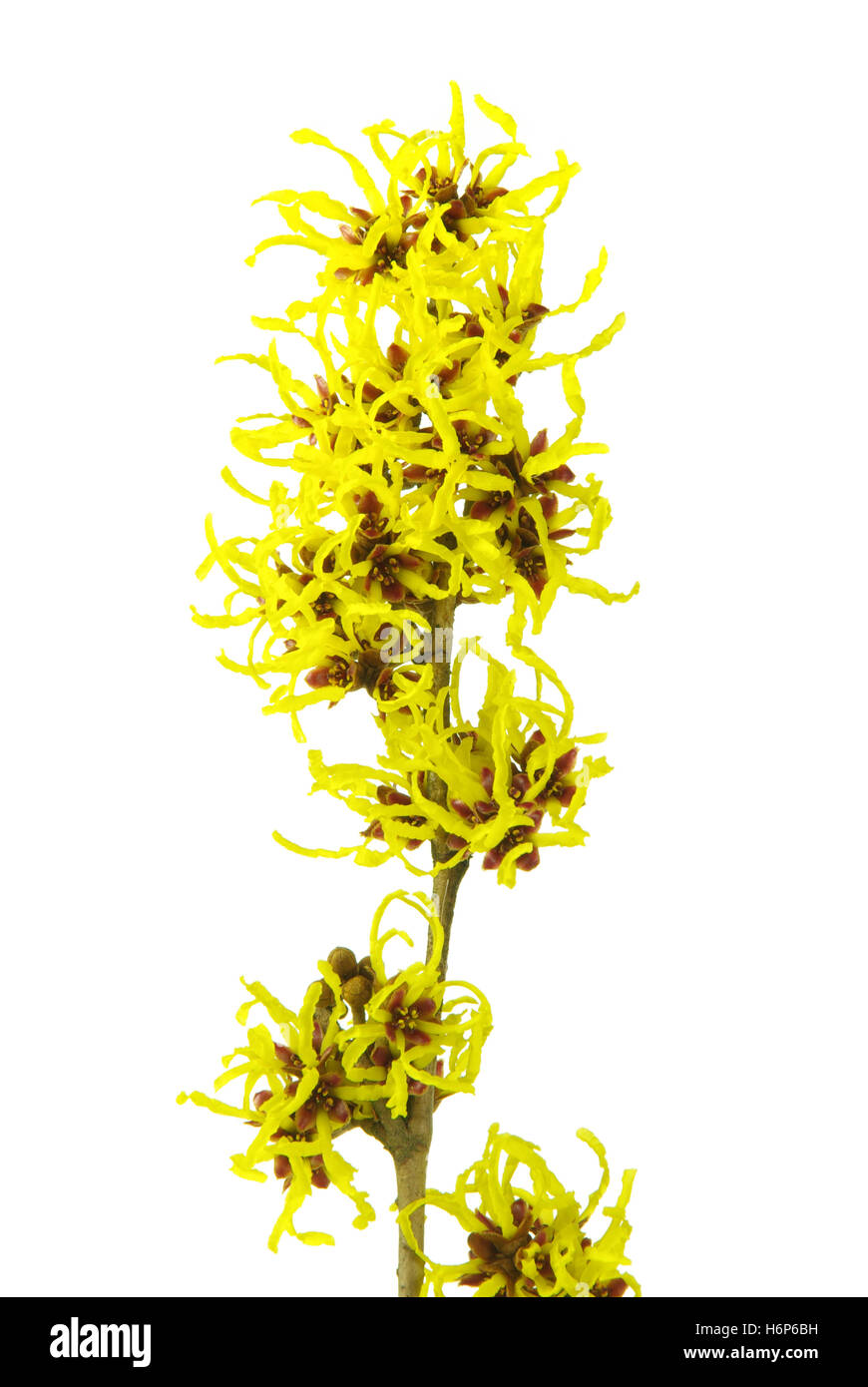 Hexenhasel hi-res stock photography and images - Alamy