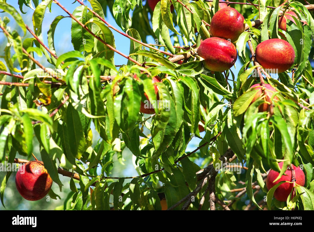Juicy trees hi-res stock photography and images - Alamy