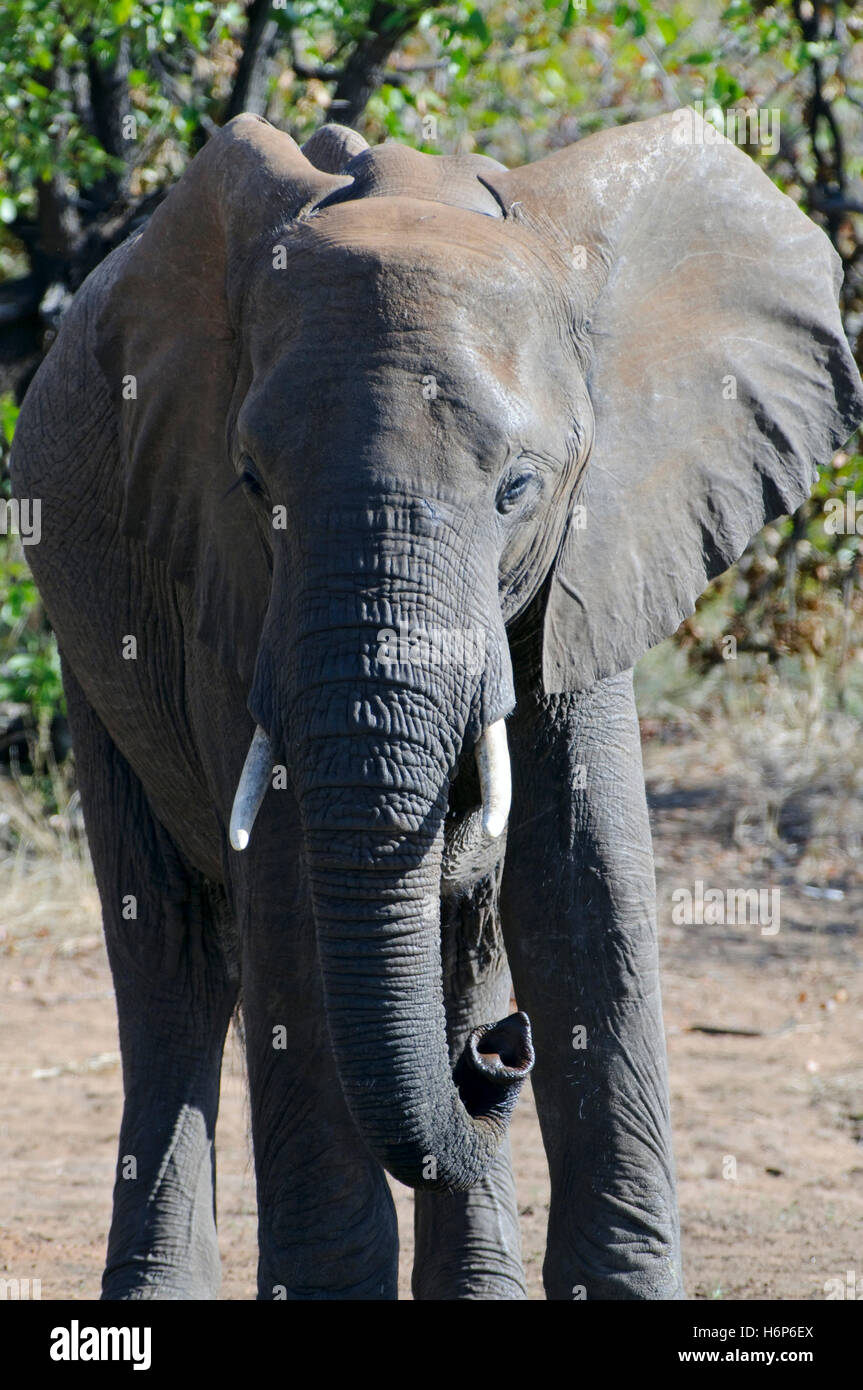 Wild mammals of africa hi-res stock photography and images - Alamy