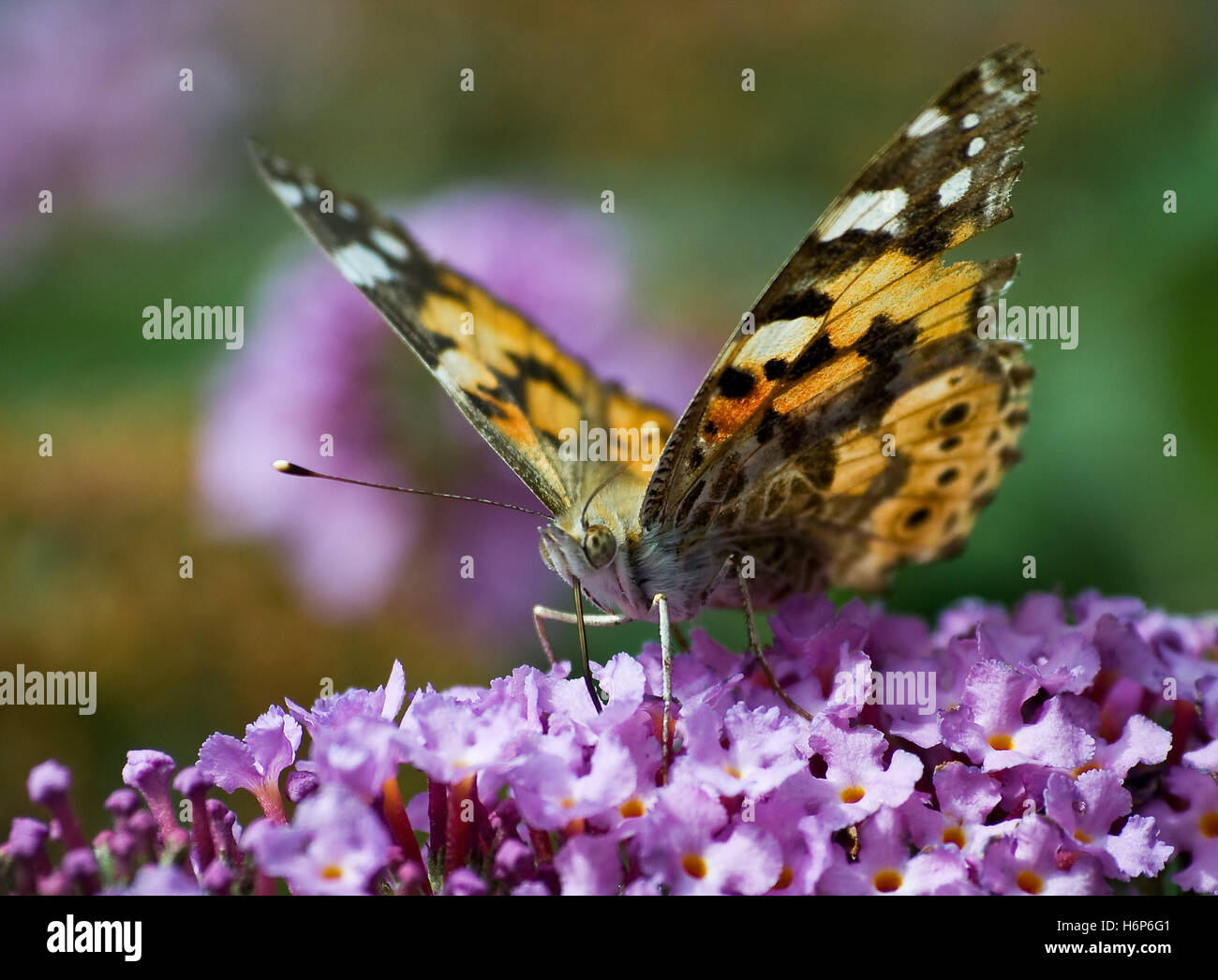 C fuchs hi-res stock photography and images - Alamy
