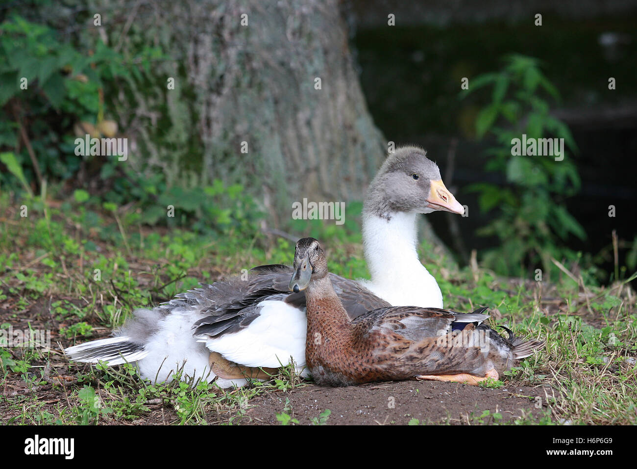 Best of birds hi-res stock photography and images - Alamy
