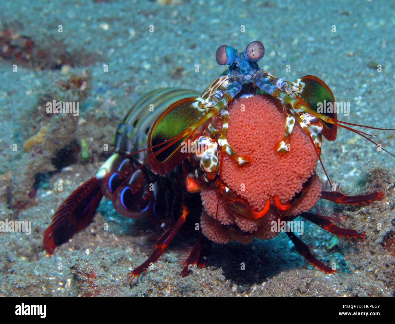 mantis shrimp with eggs Stock Photo - Alamy