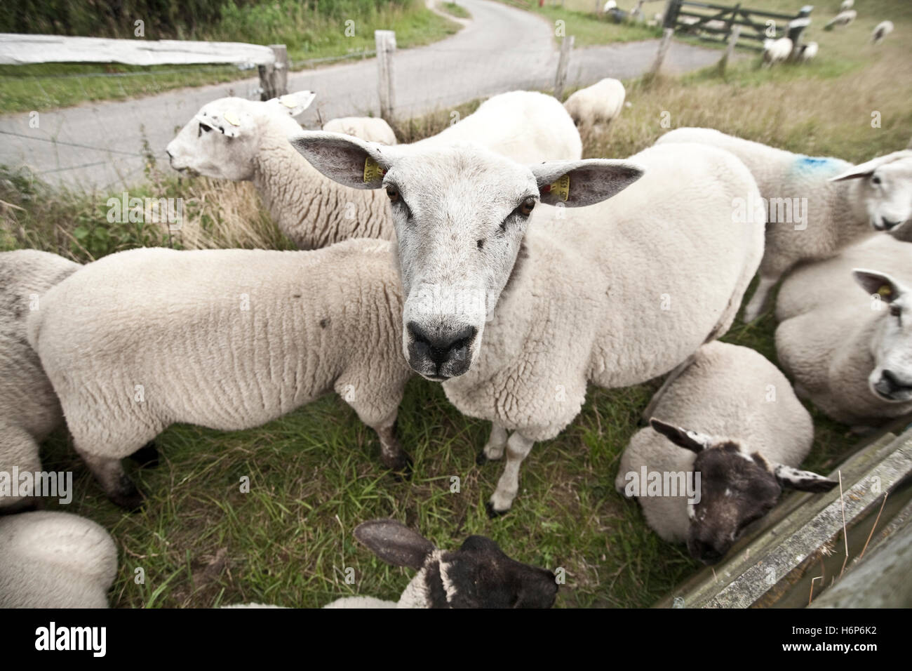 Gregarious mammals hi-res stock photography and images - Alamy