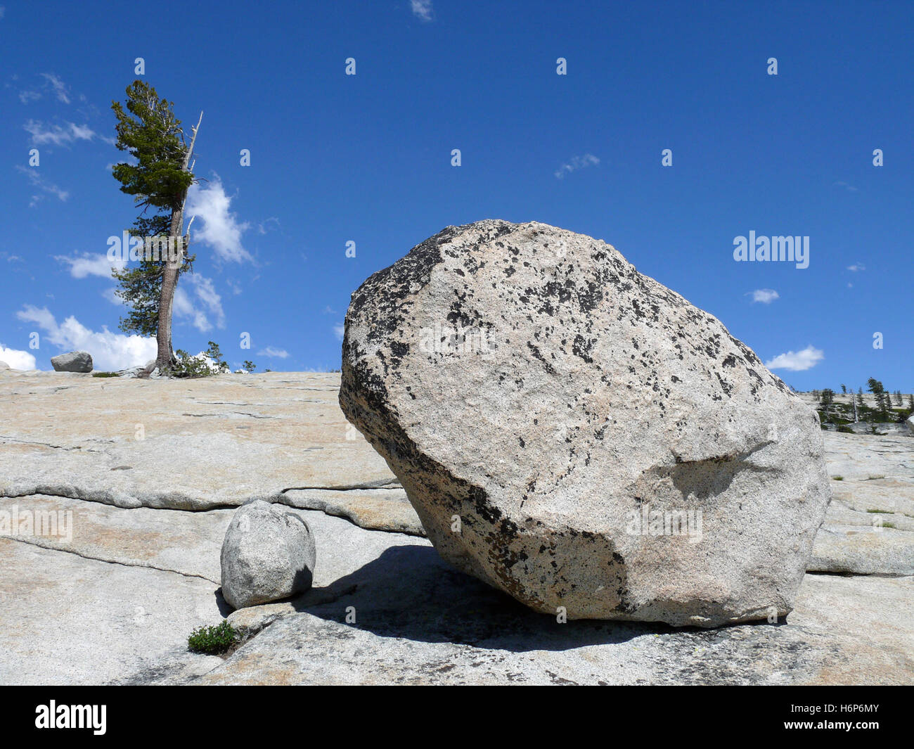 Tree and stones hi-res stock photography and images - Alamy