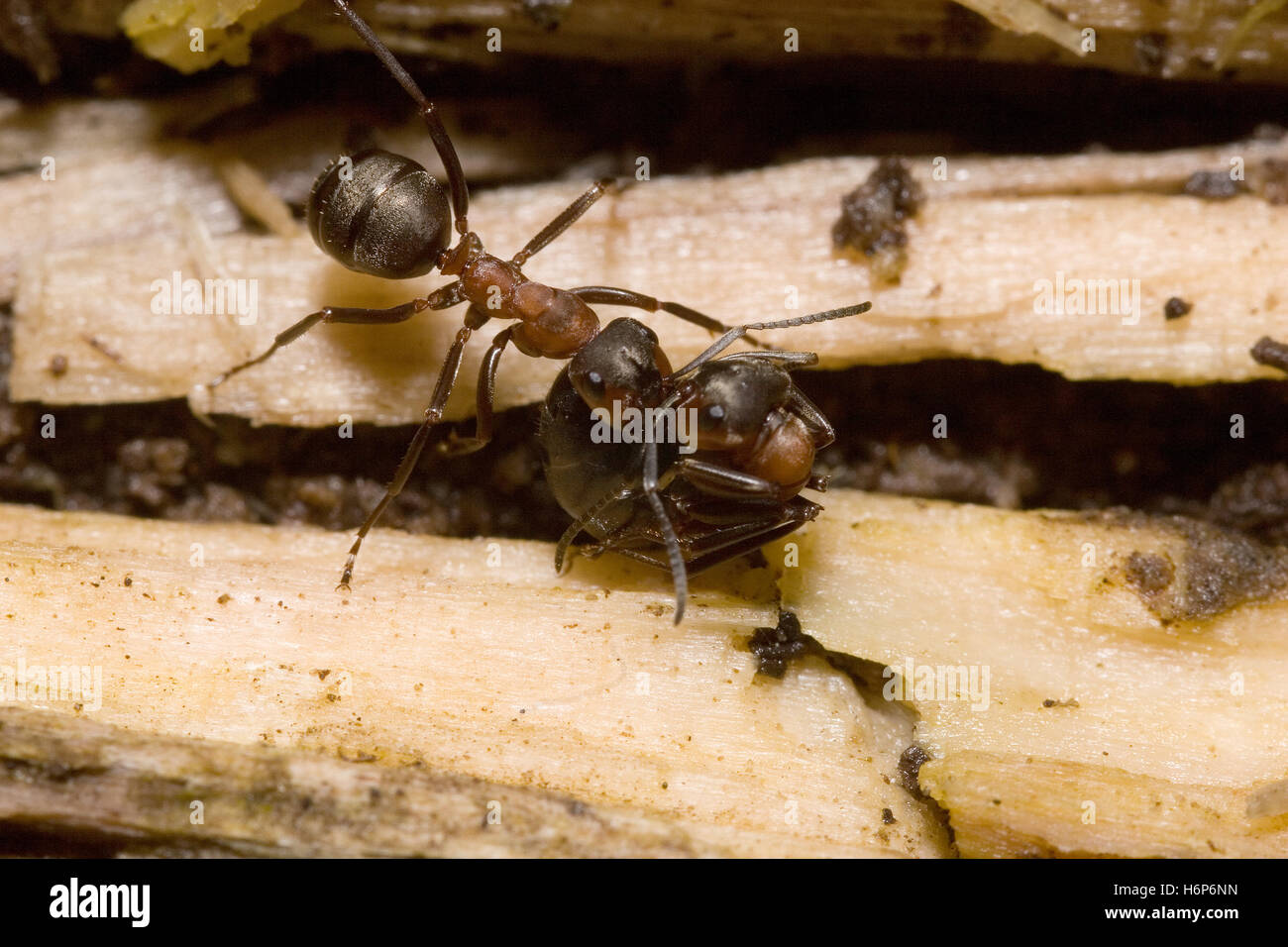 insects spiders Stock Photo - Alamy
