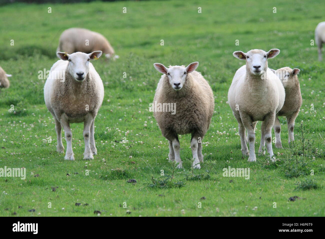 Useful animals hi-res stock photography and images - Alamy