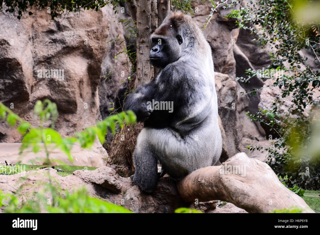 Gray gorilla hi-res stock photography and images - Alamy