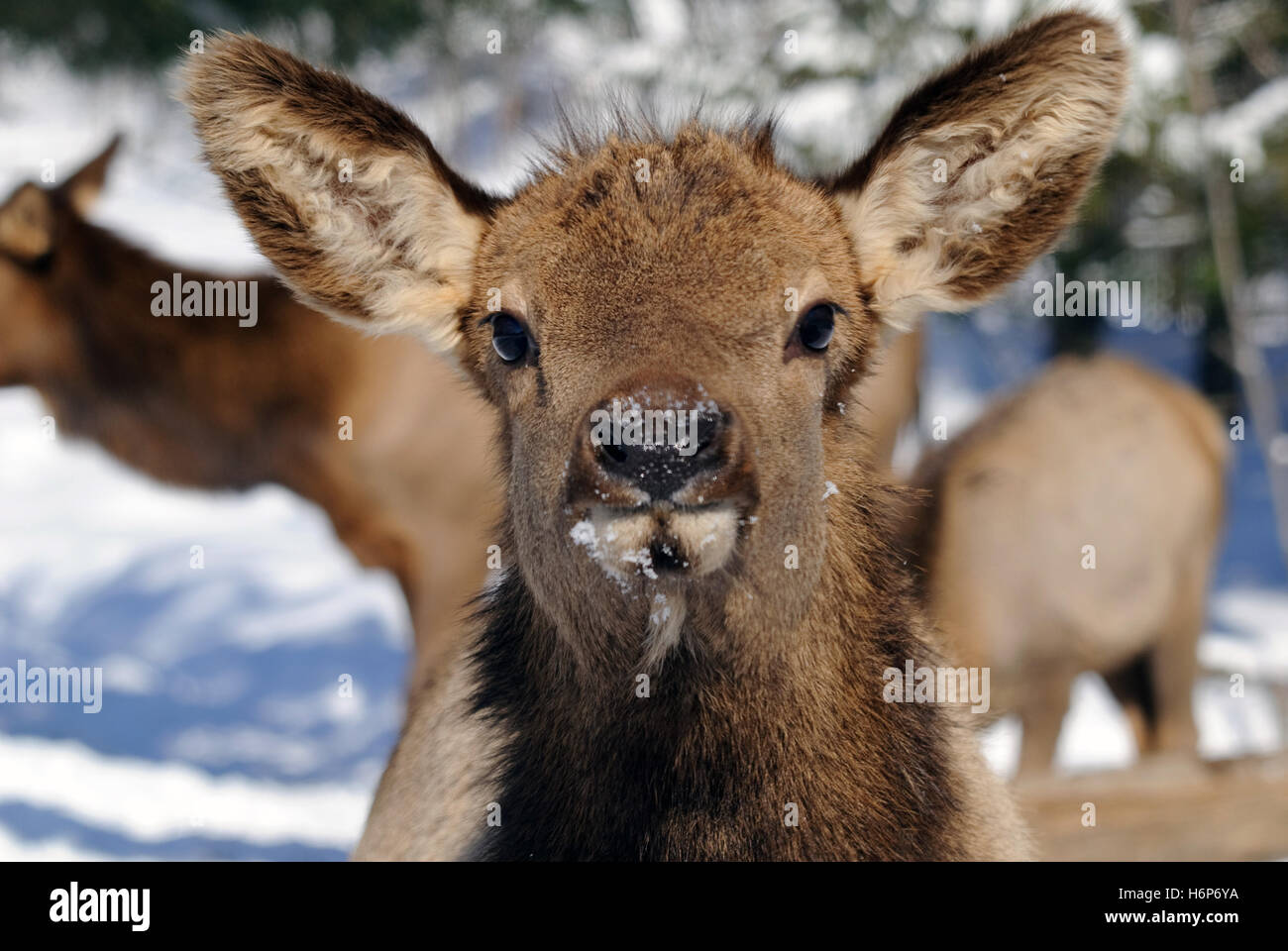 Mammal buck hi-res stock photography and images - Alamy