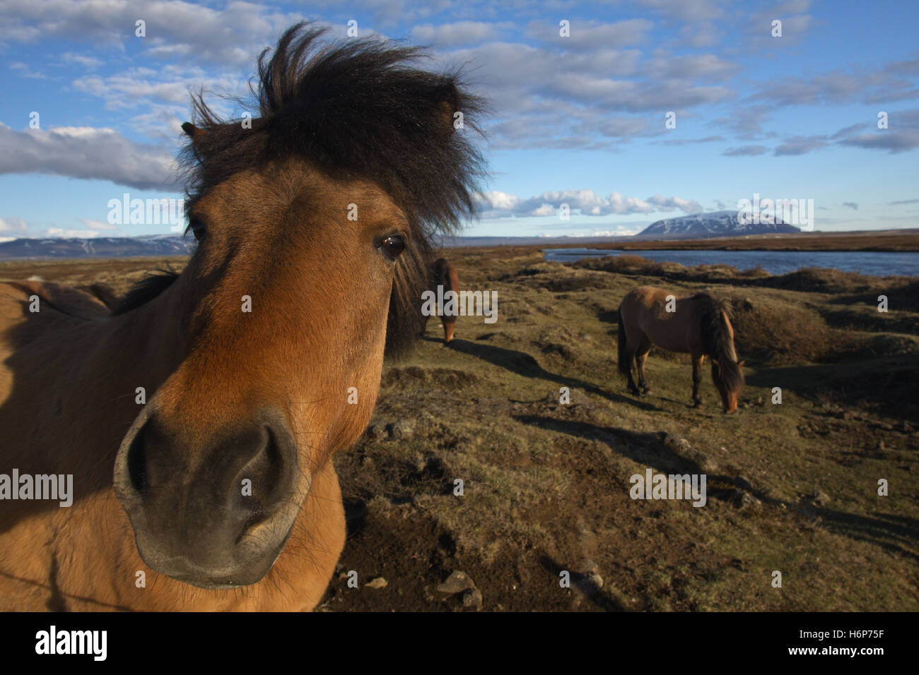 Rude horse hi-res stock photography and images - Alamy