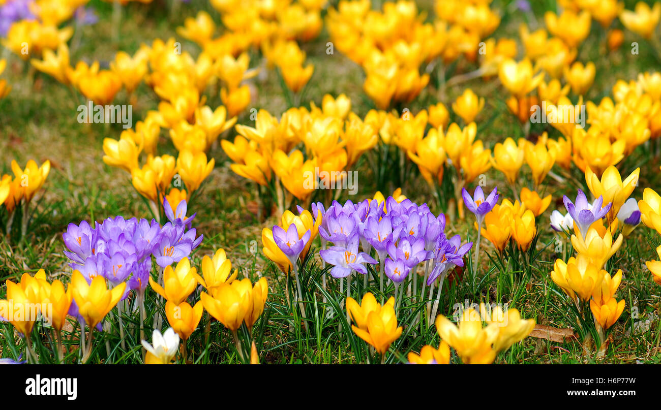 Meadow with vernal grass hi-res stock photography and images - Alamy
