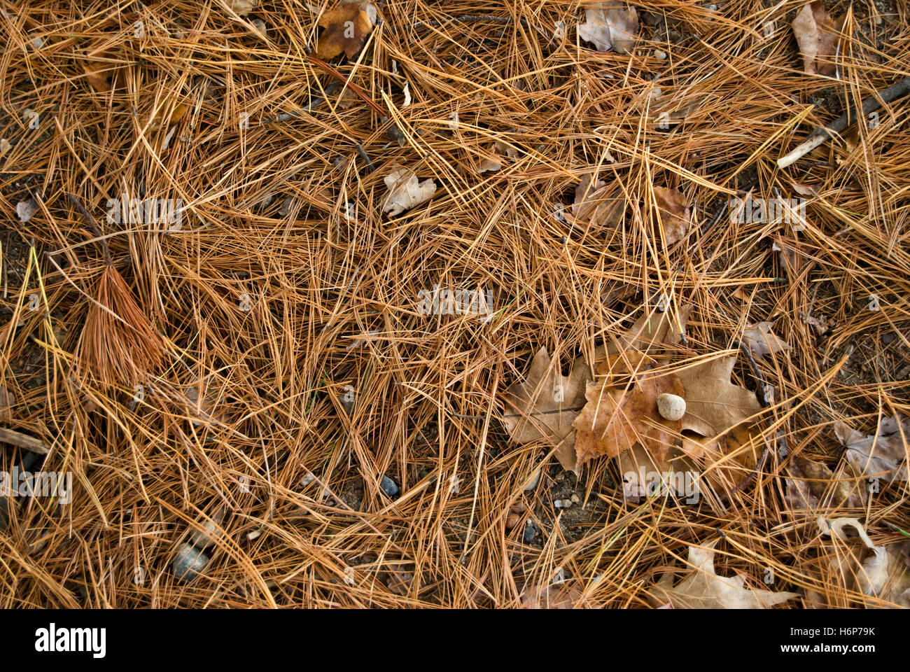 leaf tree wood ground soil earth humus brown brownish brunette pine ...