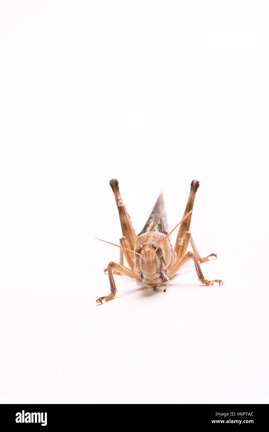 Insect segments Cut Out Stock Images & Pictures - Alamy