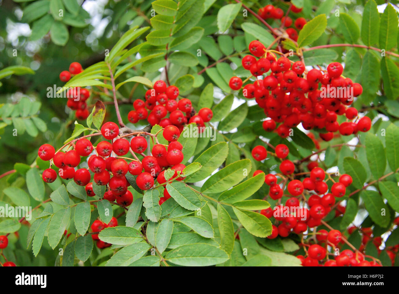 rowan - rowan 16 Stock Photo - Alamy rowan - rowan 16 Stock Photo - Alamy