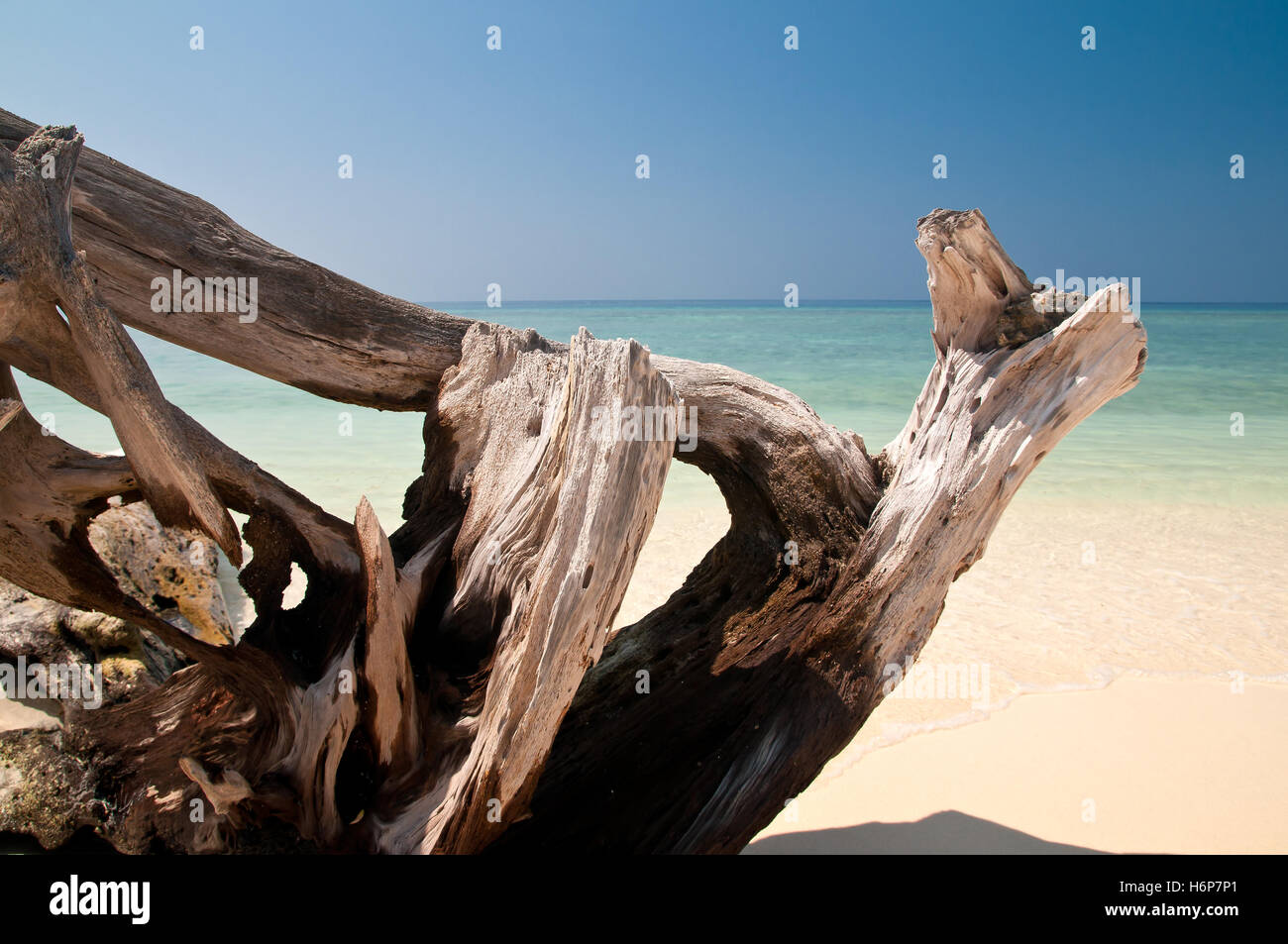 driftwood on the beach Stock Photo - Alamy