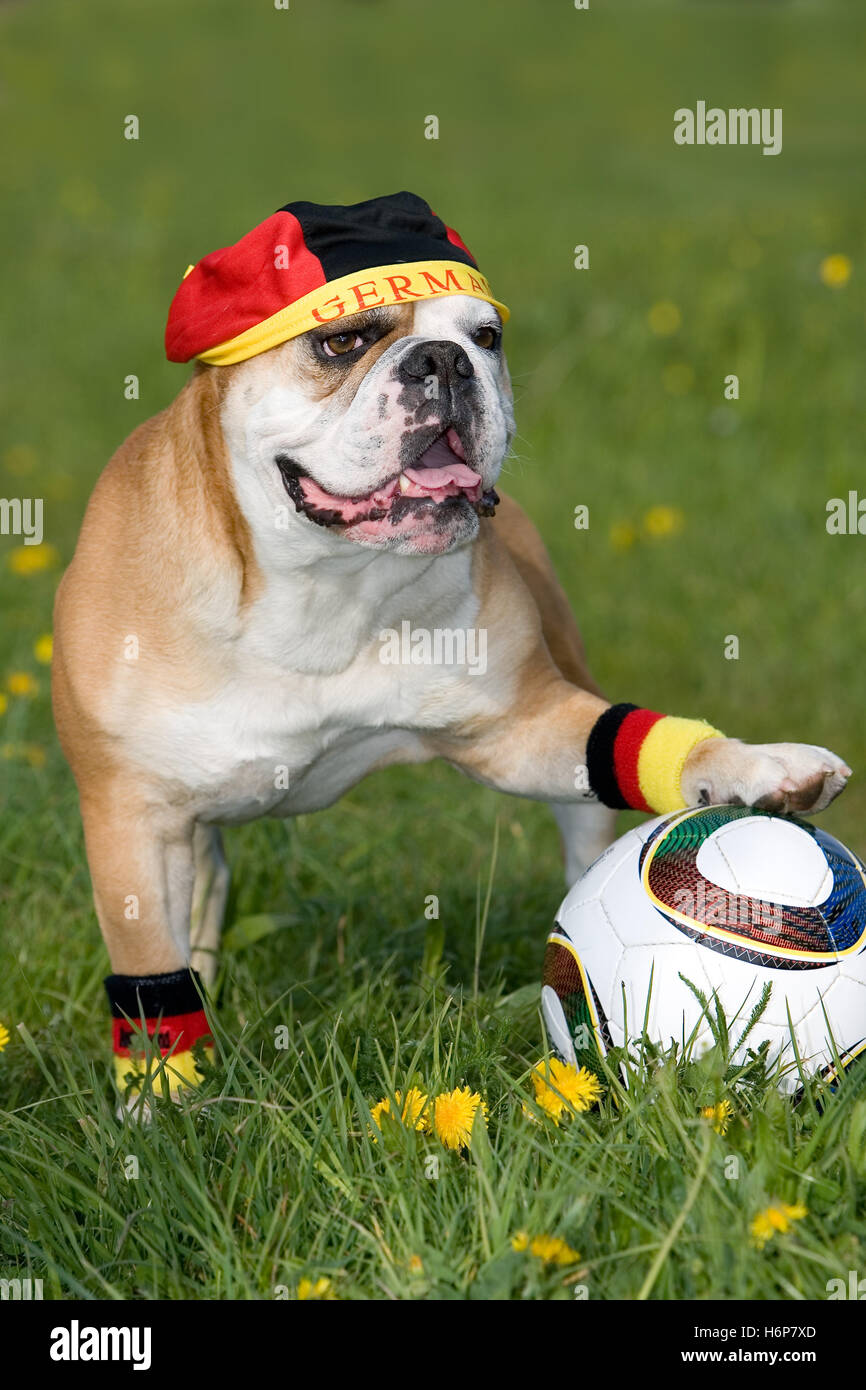 continental bulldog as football fan Stock Photo - Alamy