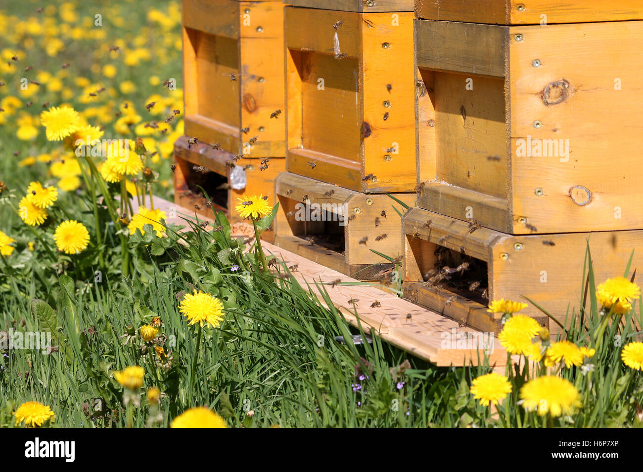 Keeping insects hi-res stock photography and images - Alamy
