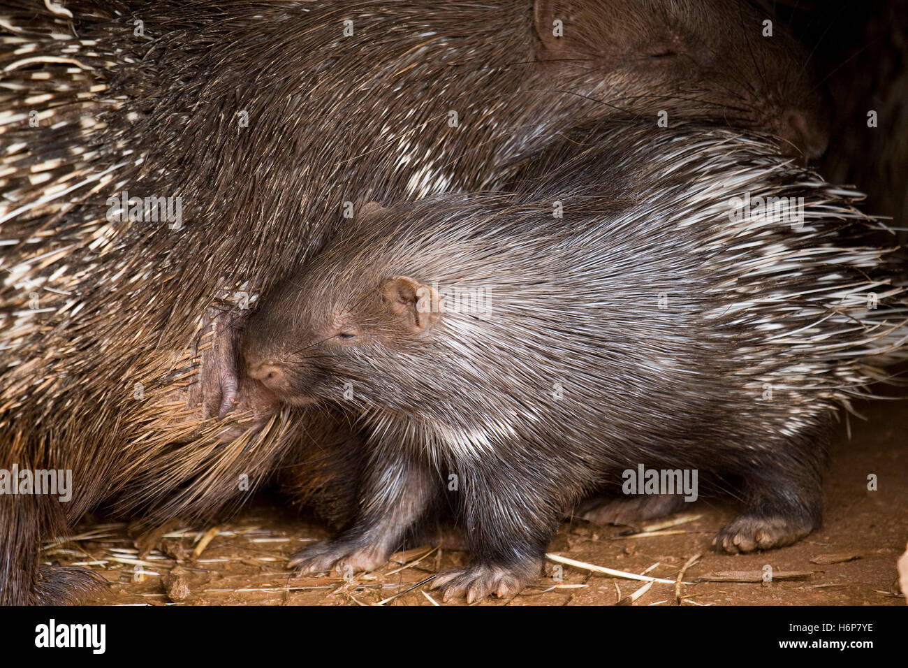 Quotyoung animalquot hi-res stock photography and images - Alamy
