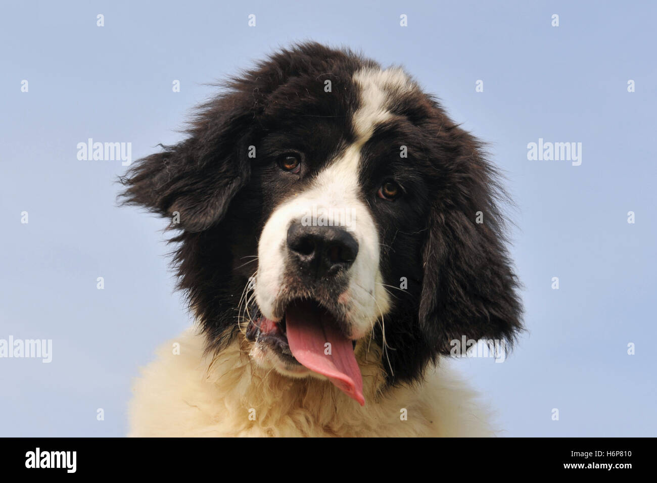 Landseer landseer dog newfoundland puppy hi-res stock photography and ...