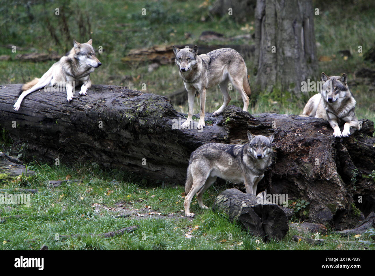 Mammals of eurasia hi-res stock photography and images - Alamy