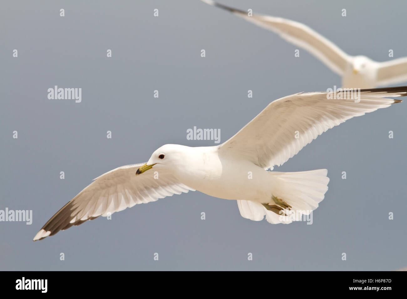 Birds overview of the tourism hi-res stock photography and images - Alamy