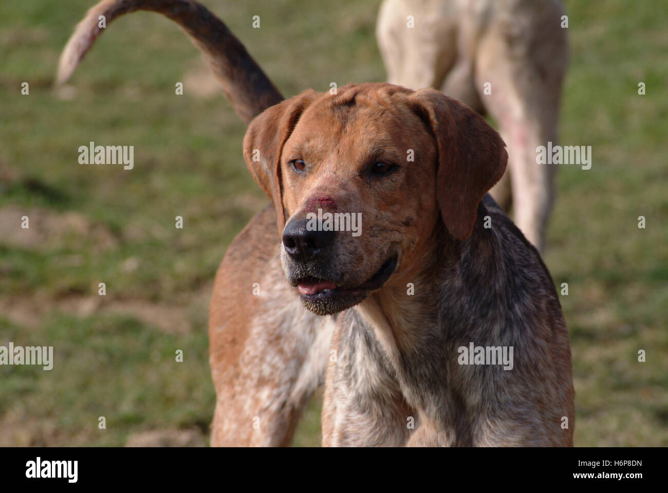 Foxhound Chase High Resolution Stock Photography and Images - Alamy