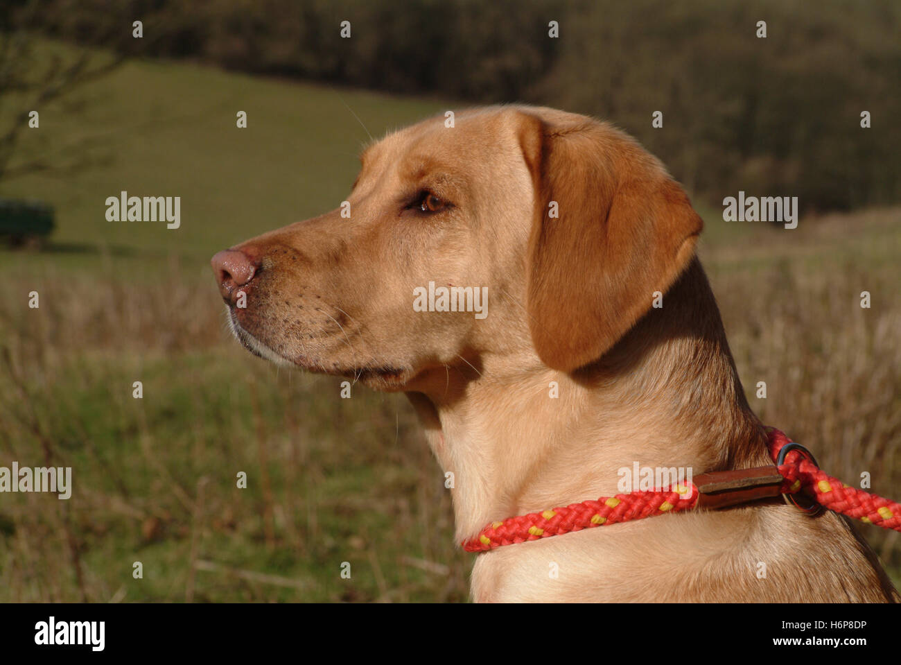 Shooting Birds High Resolution Stock Photography and Images - Alamy