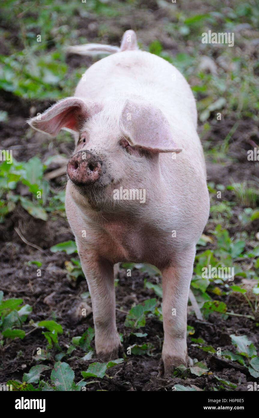 agriculture farming mud farm pigs sow boar muddy pig ingram small ...