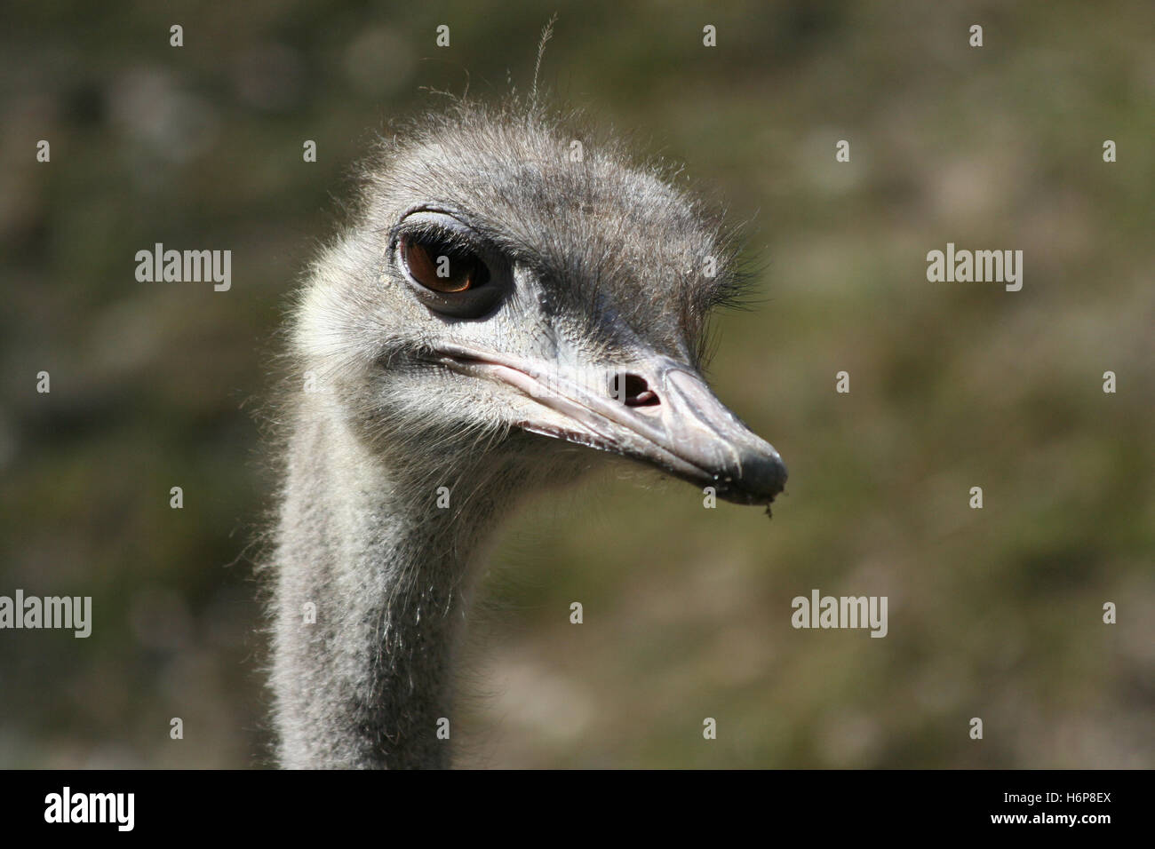 Emu birds hi-res stock photography and images - Alamy