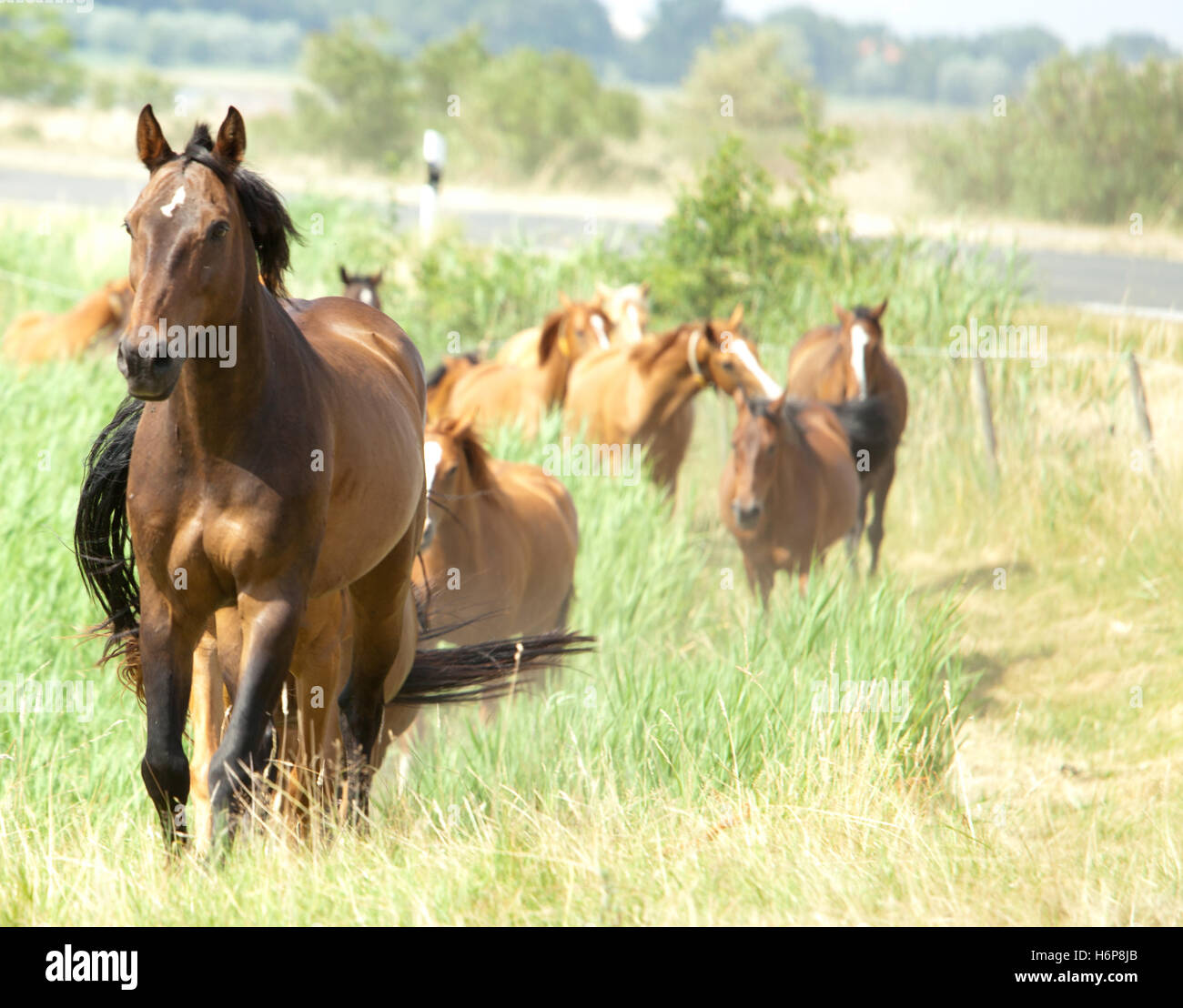 Horse trap race hi-res stock photography and images - Alamy