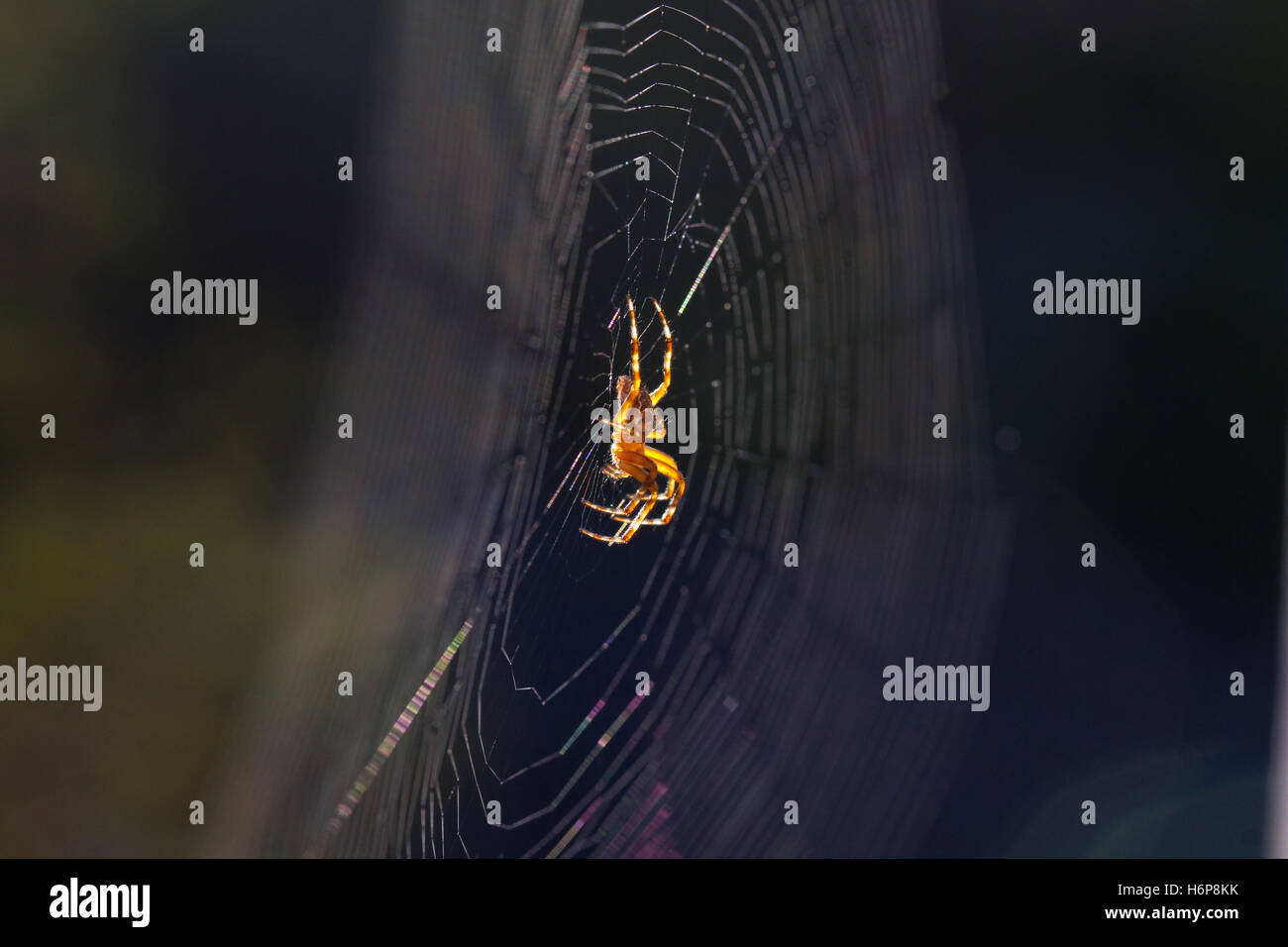 Fascinating insects hi-res stock photography and images - Alamy