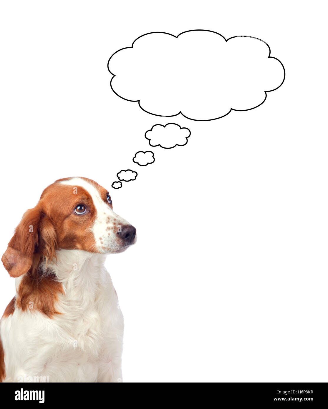 Animals Thinking High Resolution Stock Photography and Images - Alamy