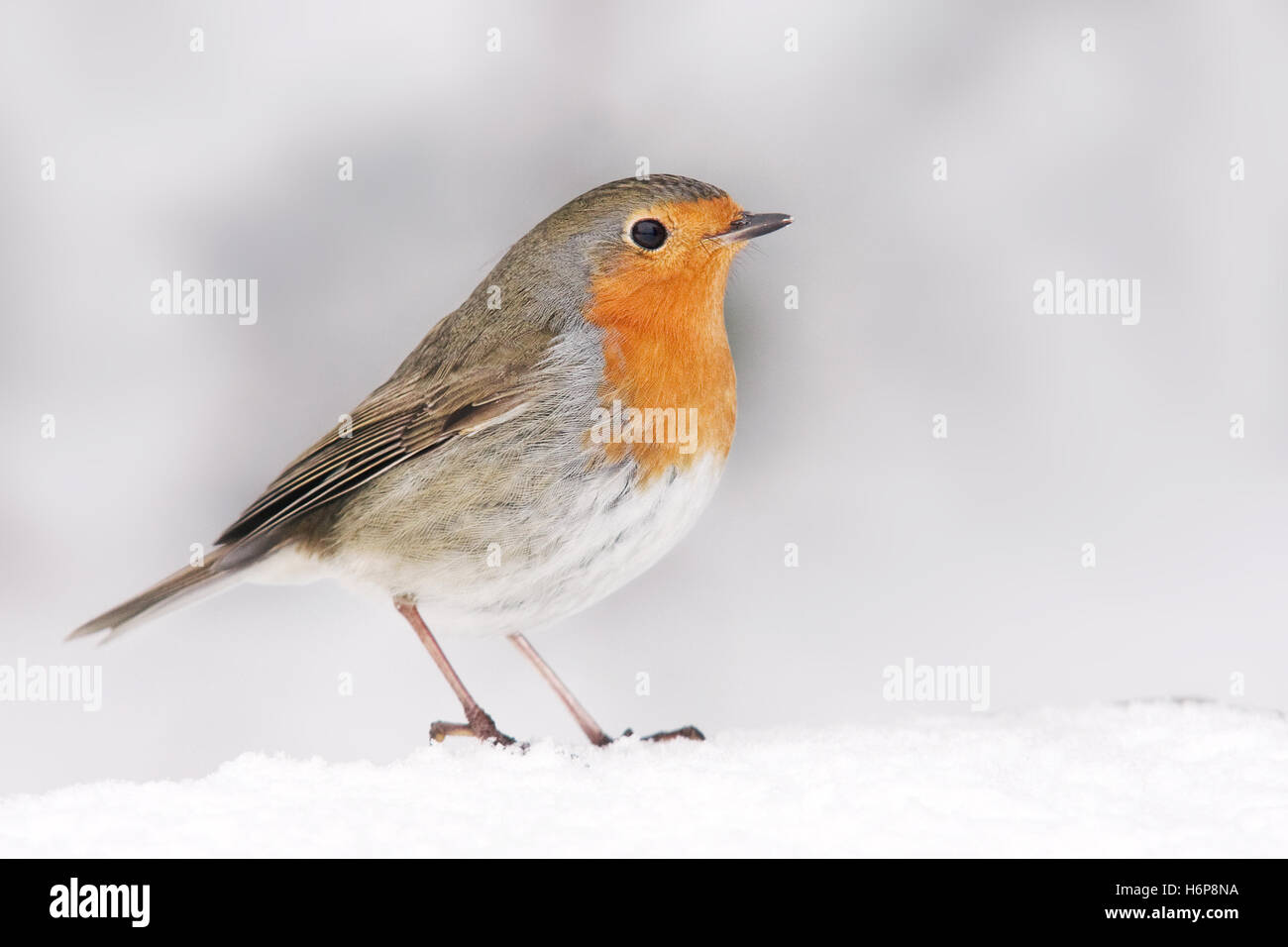 Robin birds hi-res stock photography and images - Alamy