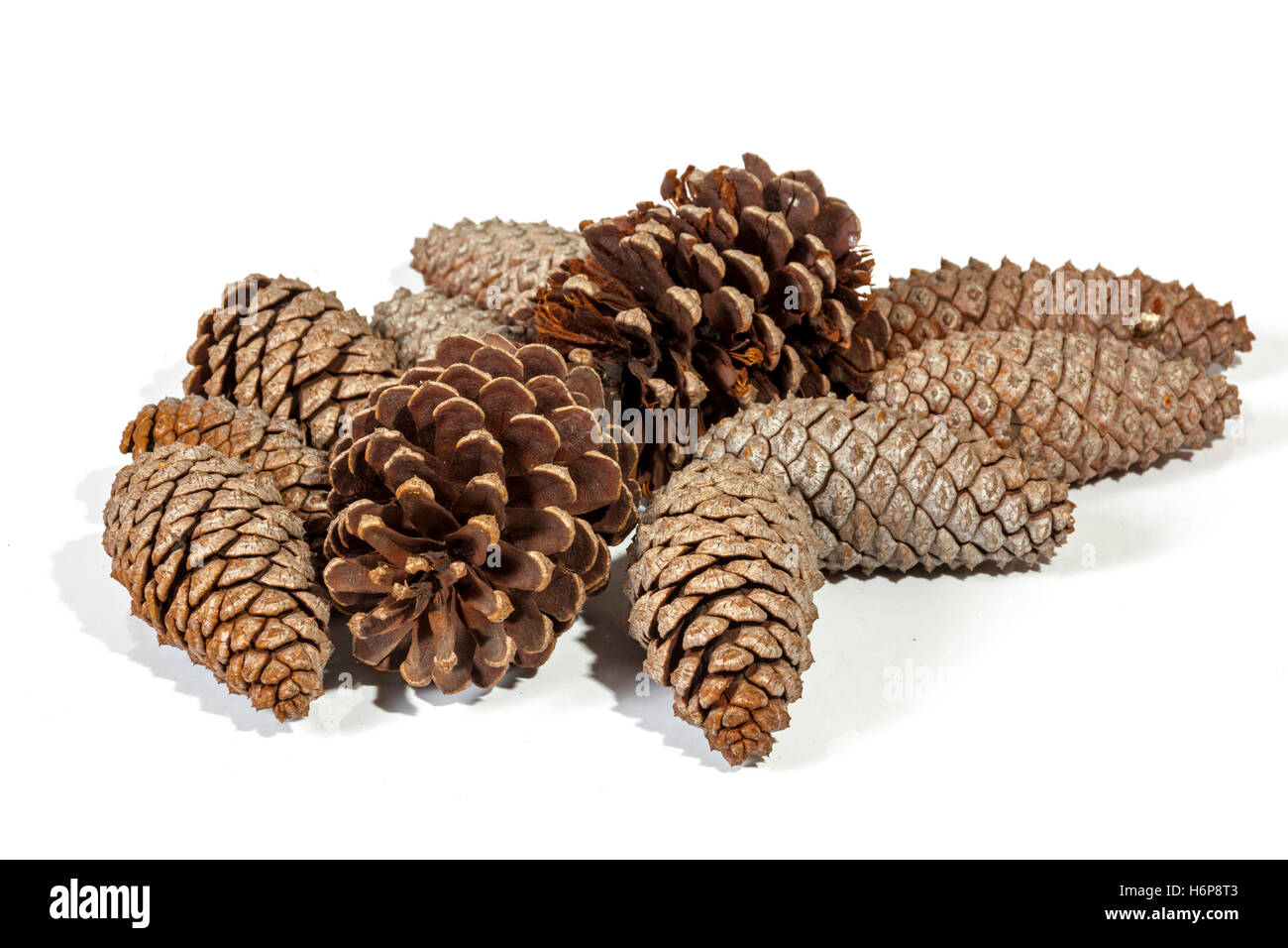 Studio shot of six natural brown pine cone patterns and textures on ...
