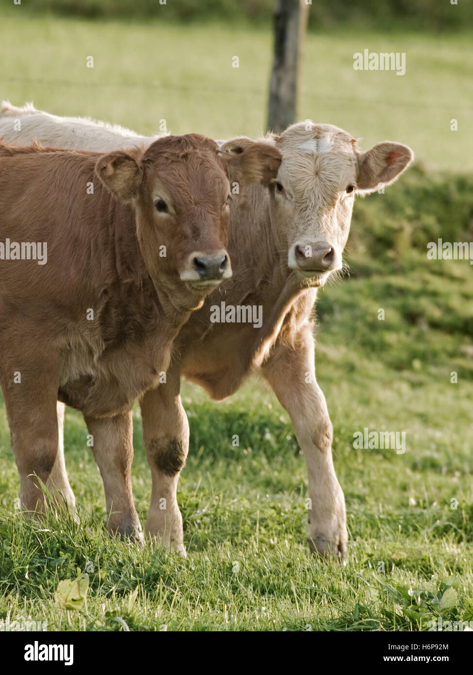 two young calves Stock Photo - Alamy
