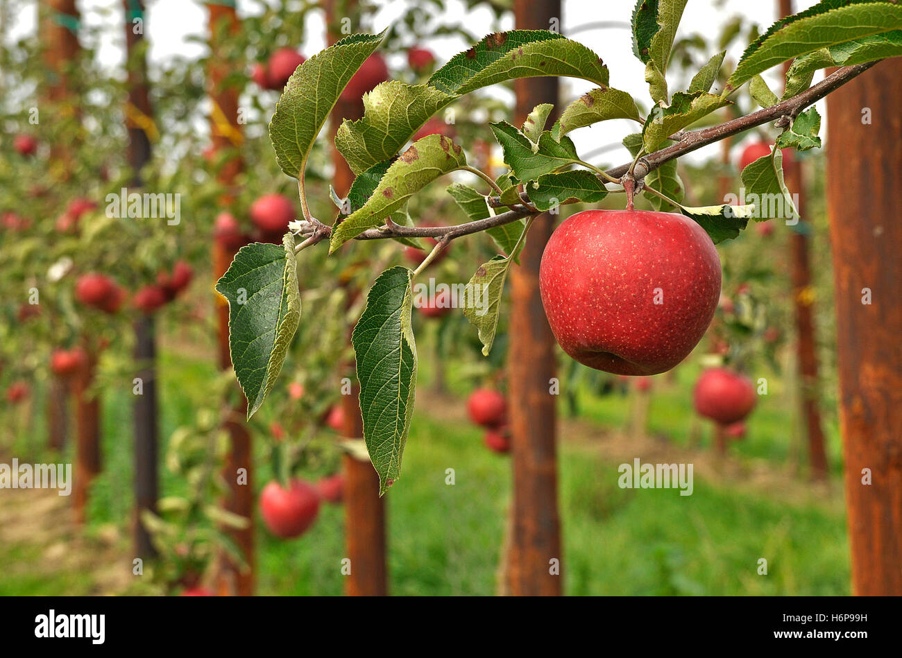 Land fruits hi-res stock photography and images - Alamy