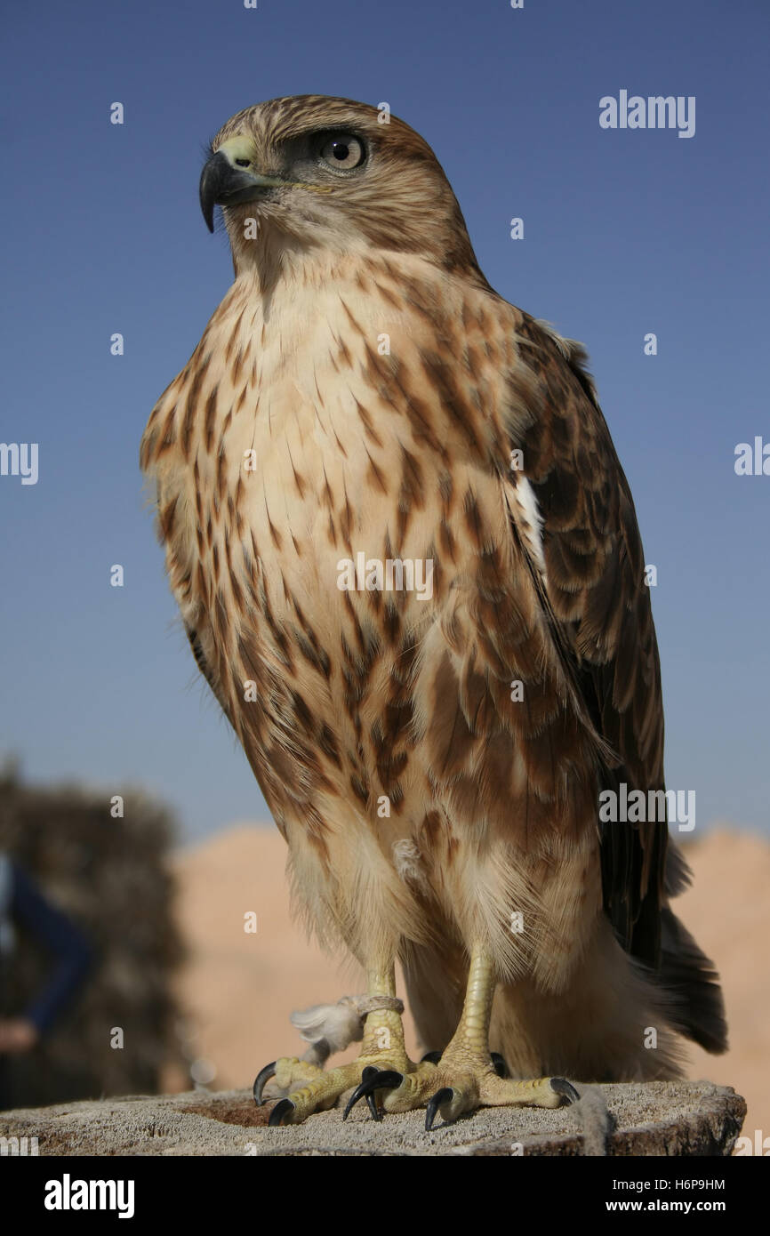 Arab eagle hi-res stock photography and images - Alamy