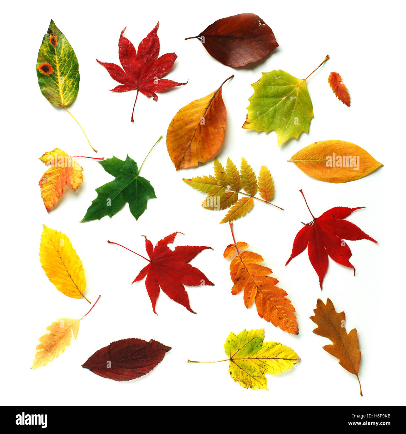 Nature coloured hi-res stock photography and images - Alamy