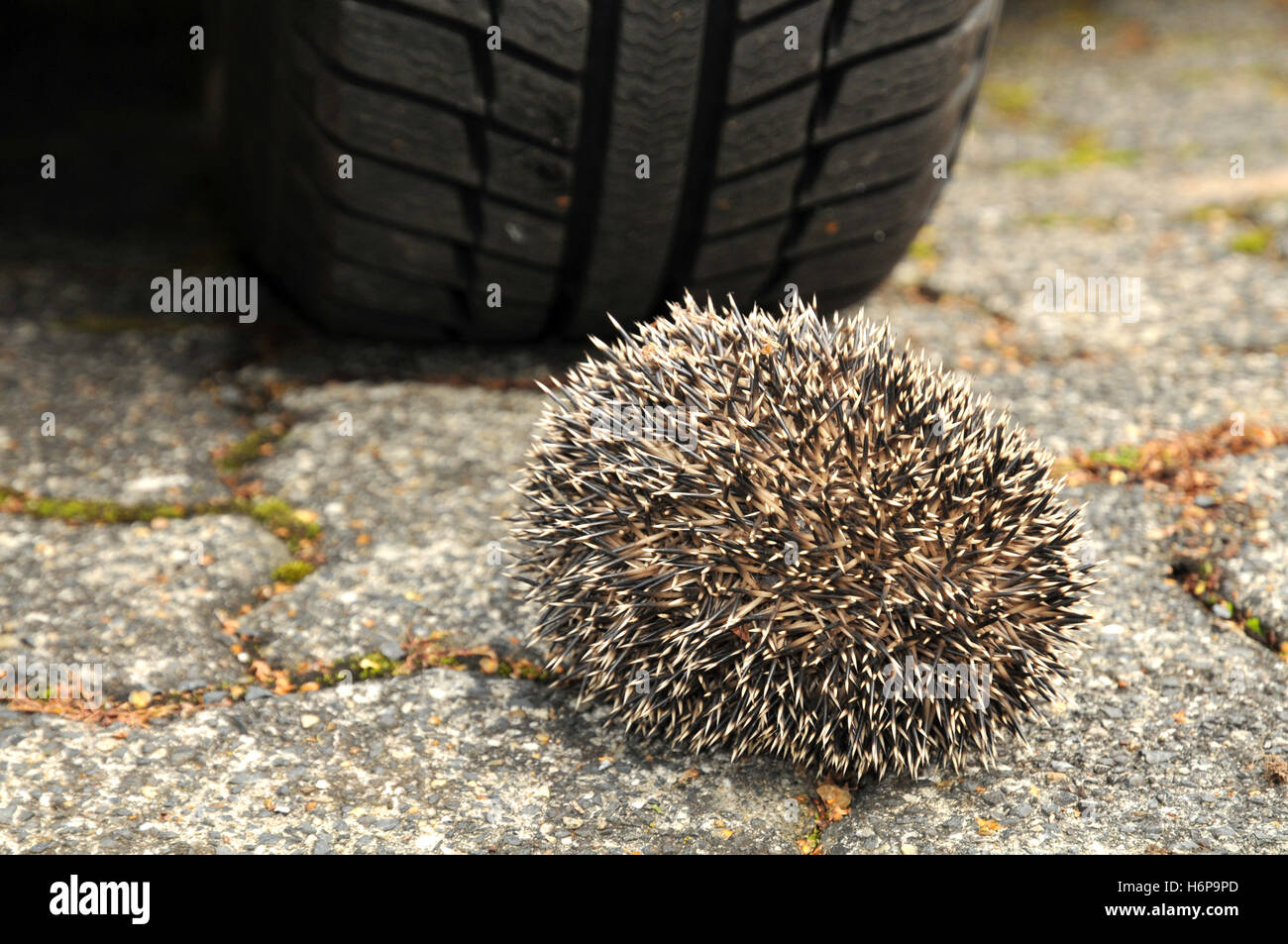 Hedgehog run over hi-res stock photography and images - Alamy
